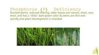 Nitrogen Deficiency In Rice Plants