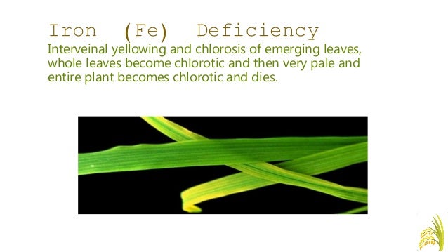Nutrient Deficiency Symptoms of Rice (Oryza sativa)