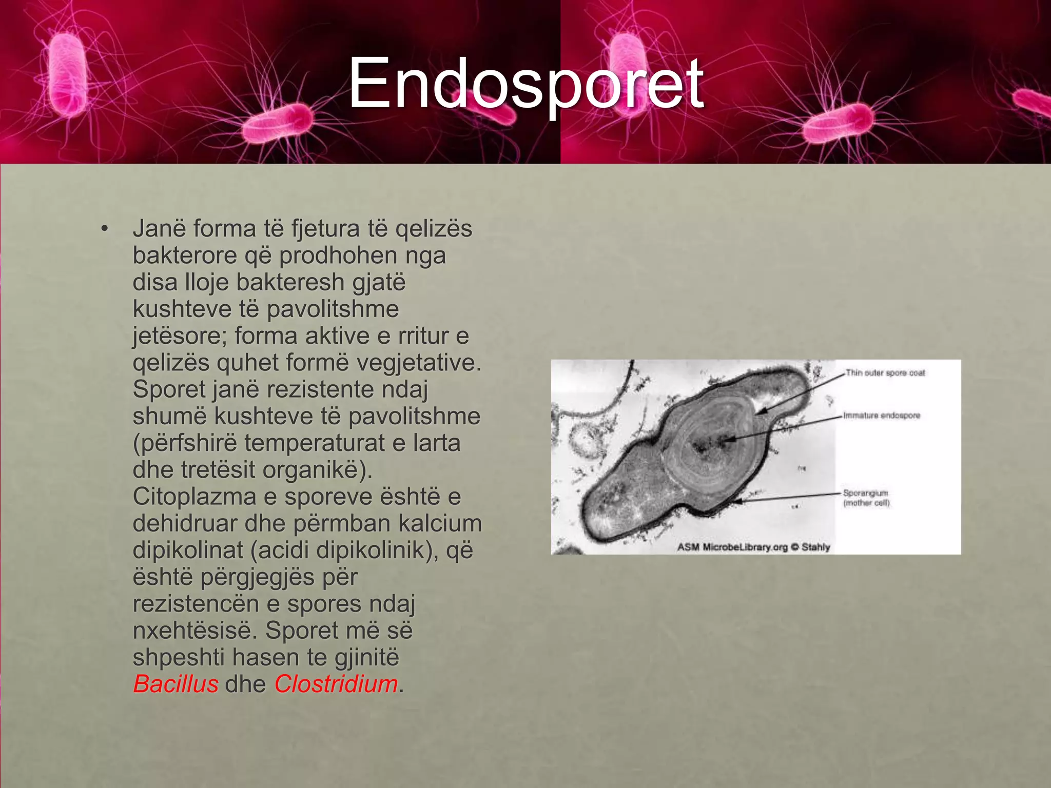 Ndërtimi i qelizës bakterore | PPTX