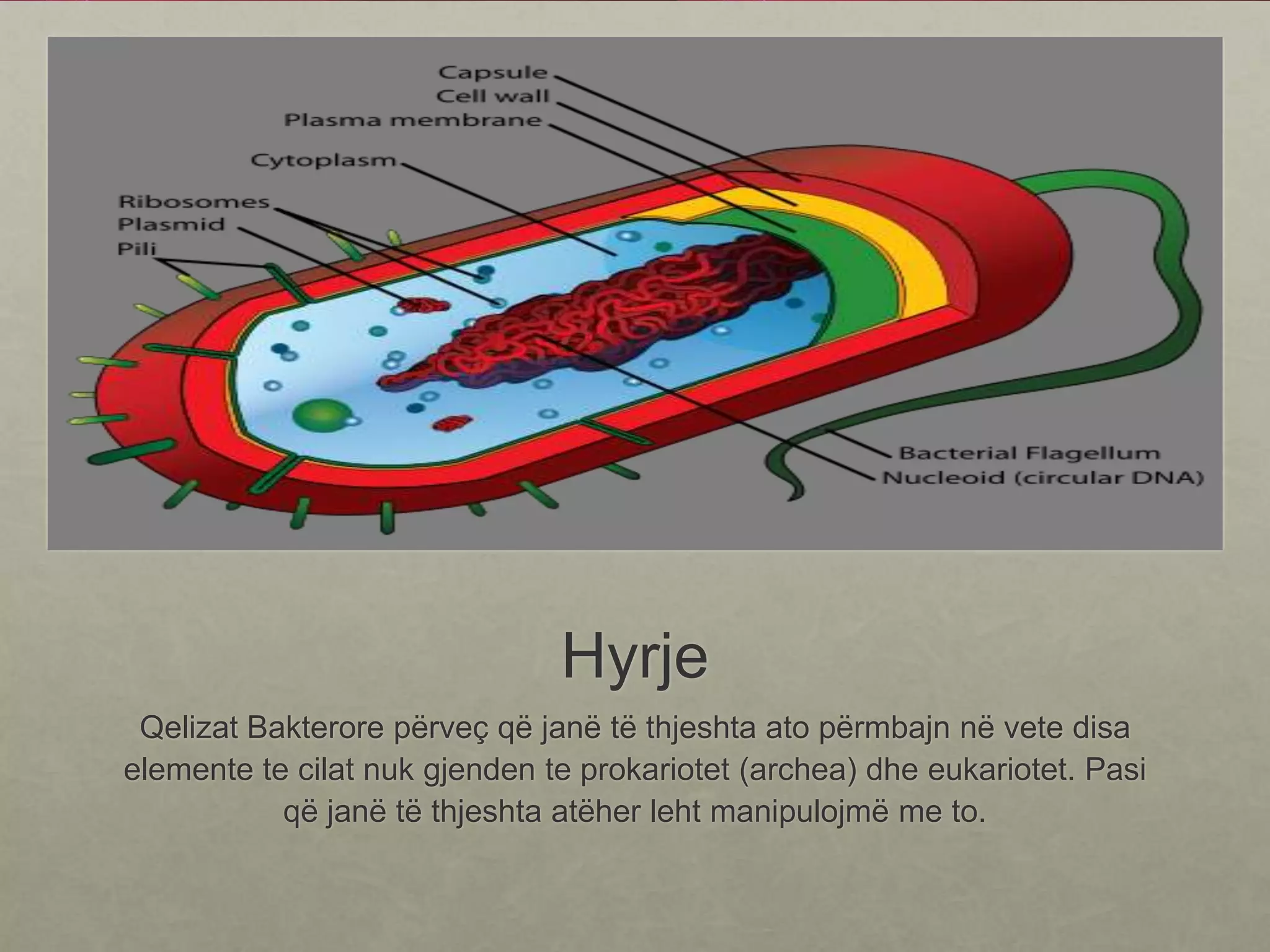 Ndërtimi i qelizës bakterore | PPTX
