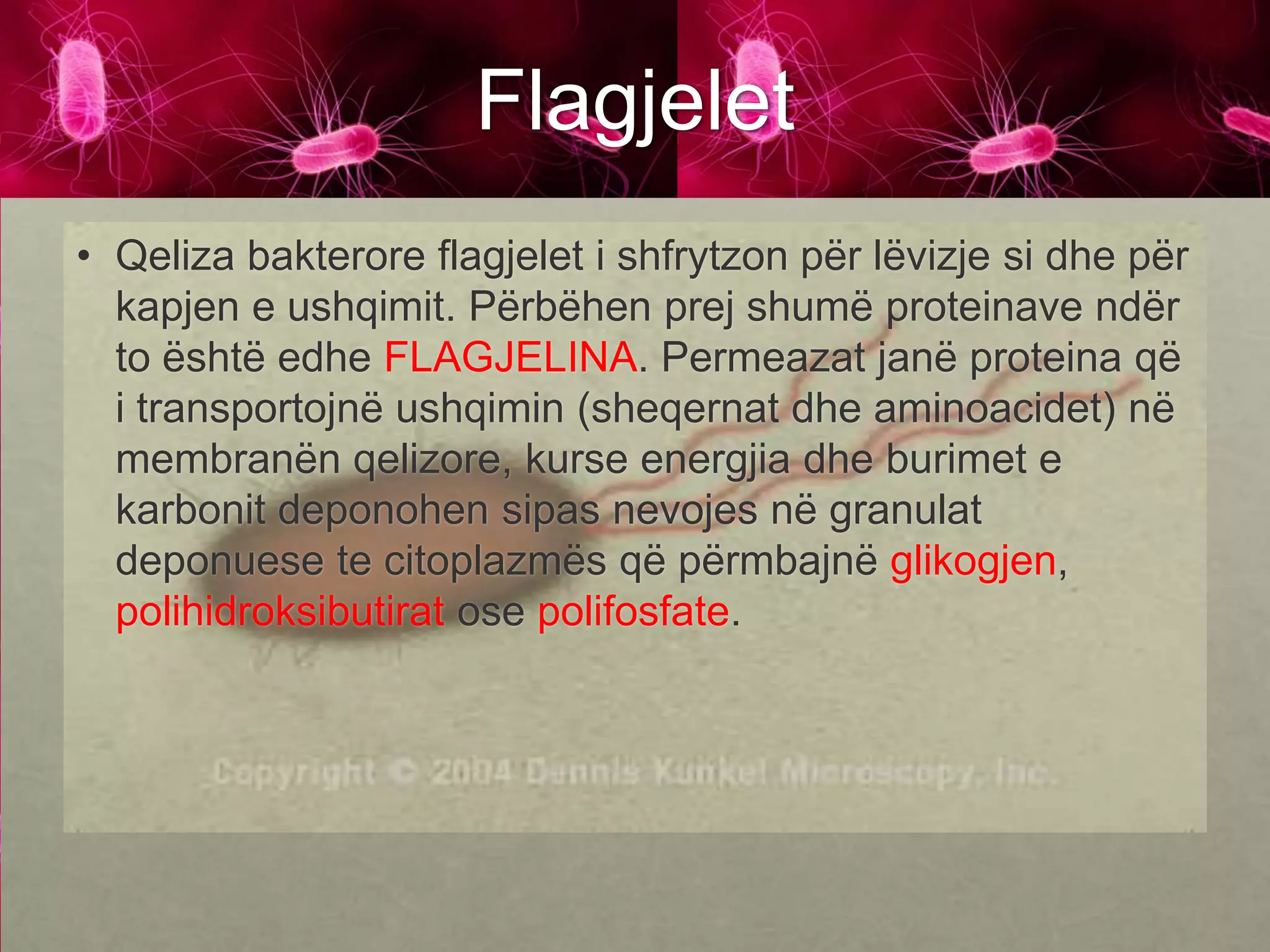 Ndërtimi i qelizës bakterore | PPTX