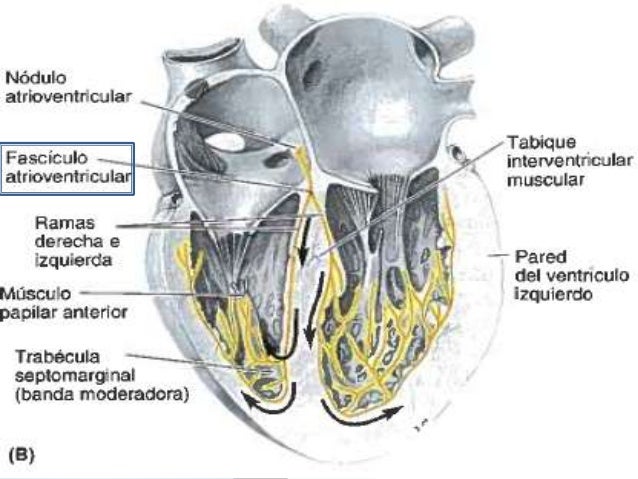 Estimulación eléctrica del corazón