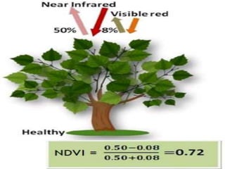 Ndvi | PPTX