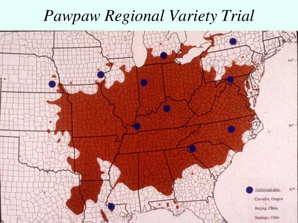 Improved Pawpaw Varieties