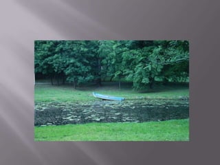 Neamtu Codruta | PPT