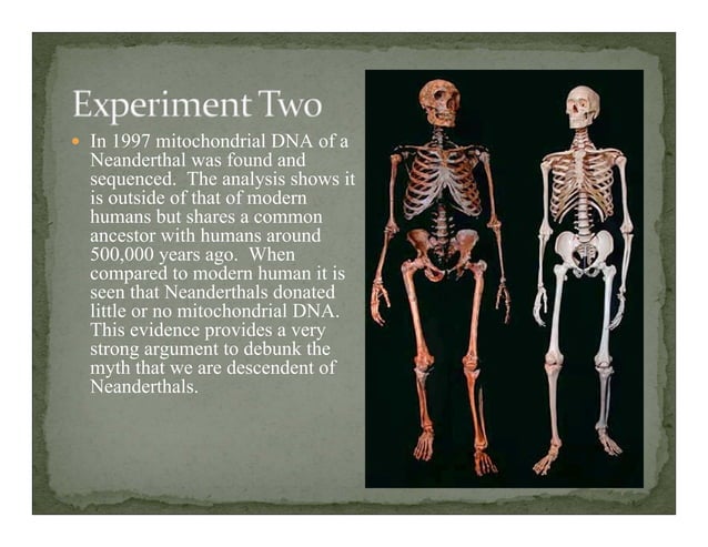Neanderthal | PDF