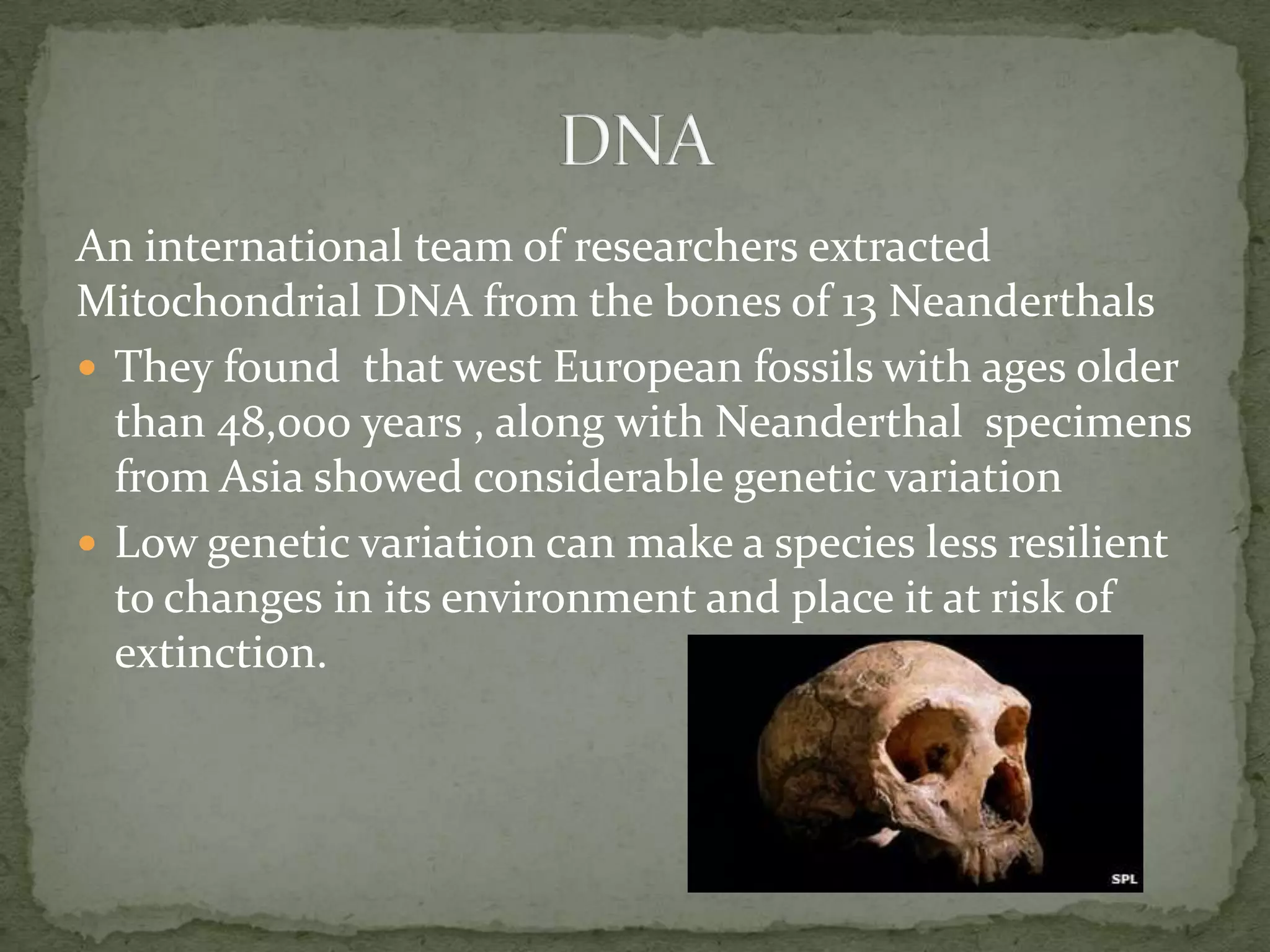 Neanderthal extinction powerpoint | PPT