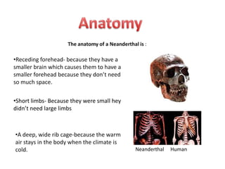 Neanderthals powerpoint | PPTX