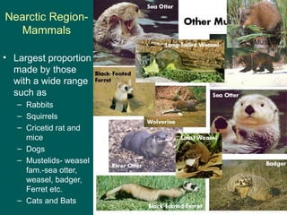 Nearctic | PPT
