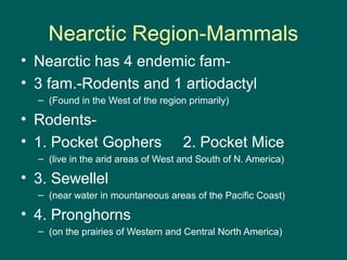 Nearctic | PPT