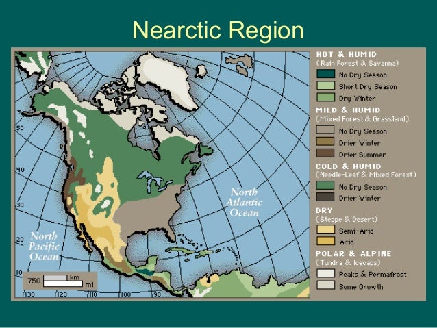 Nearctic