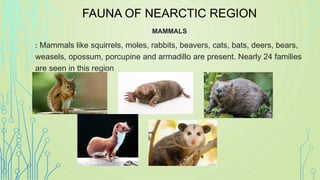 Nearctic region | PDF