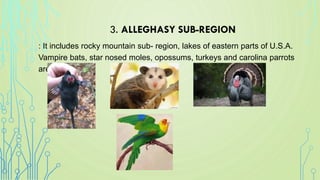 Nearctic region | PDF