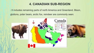 Nearctic region | PDF