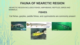 Nearctic region | PDF