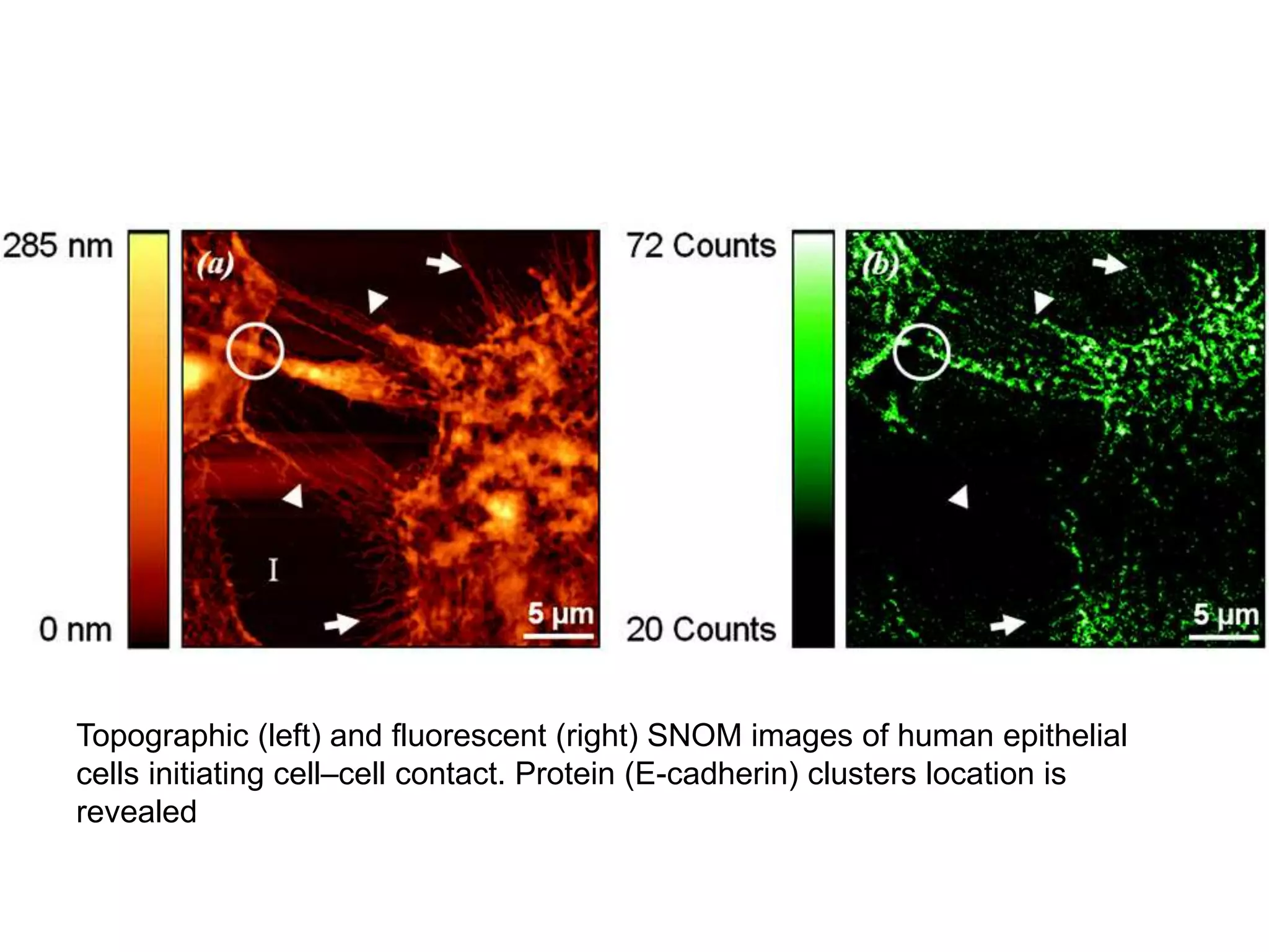 Near field scanning optical microscopy | PPTX