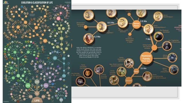 Neat Neuroevolution Of Augmenting Topologies Pptx