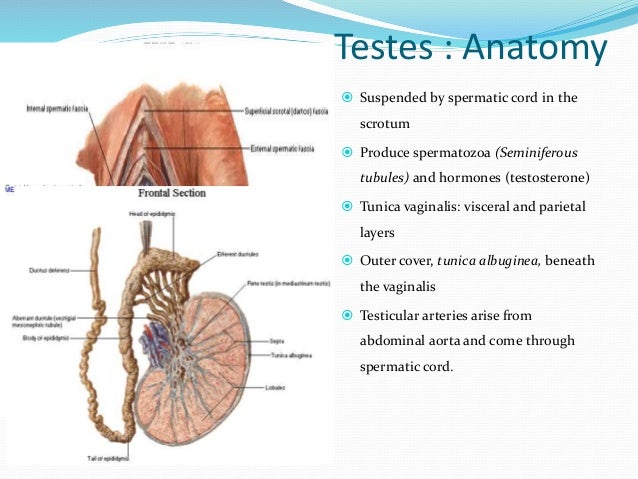 Pathology of testicular tumors