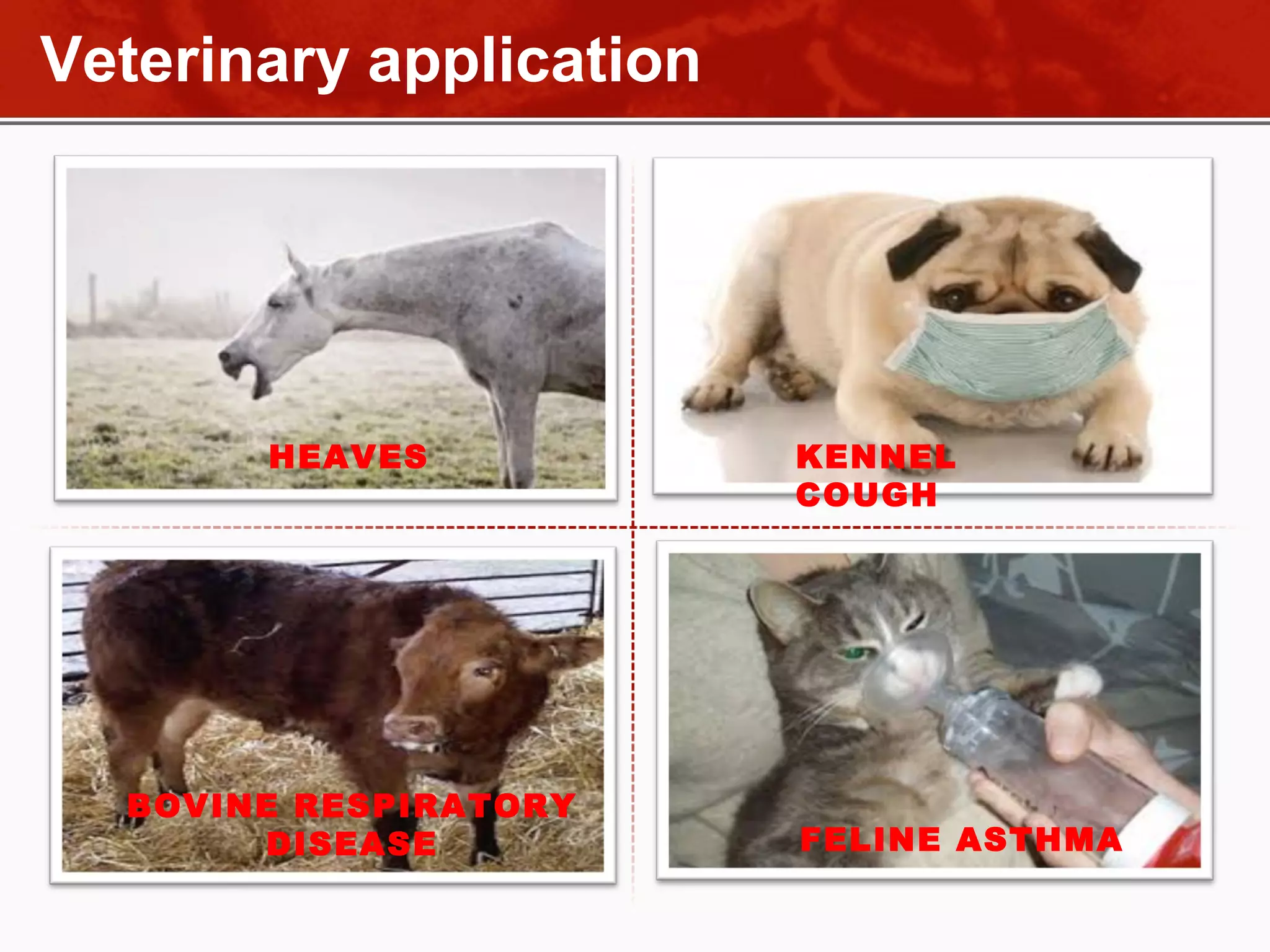 Nebulizer therapy animals | PPT