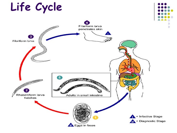Necator Americanus By Quiblat