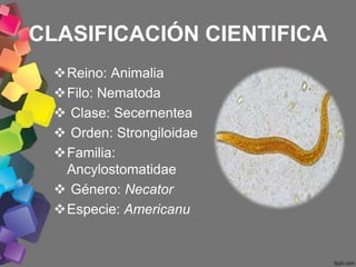 Morfología Del Necator Americanus