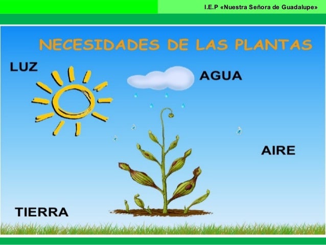 Necesidades de la planta