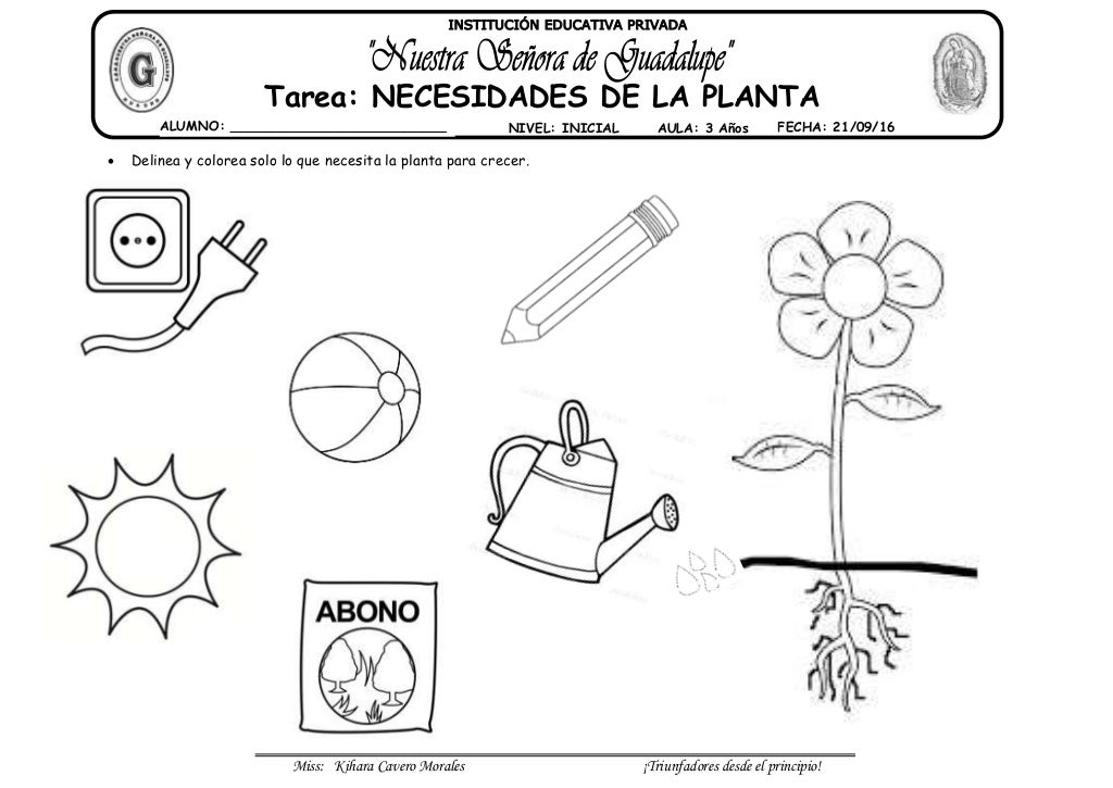 Necesidades de la planta 2