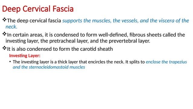 Anatomy of neck by aizaz khan || International | PPTX