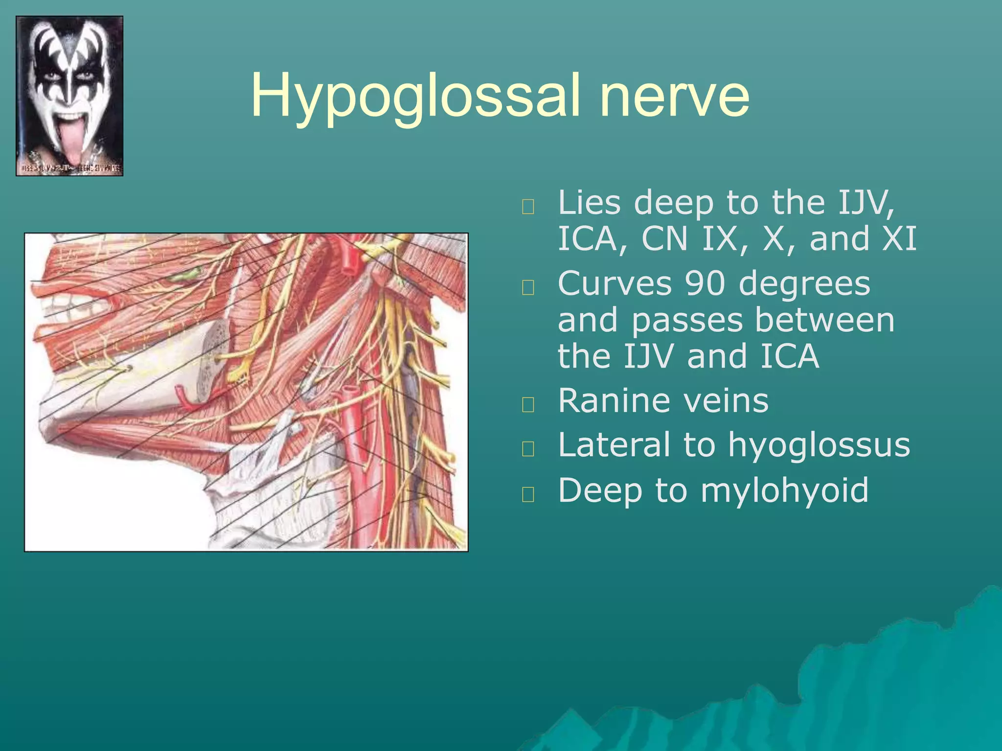 Neck Dissection | PPTX | Ear, Nose and Throat Conditions | Diseases and ...