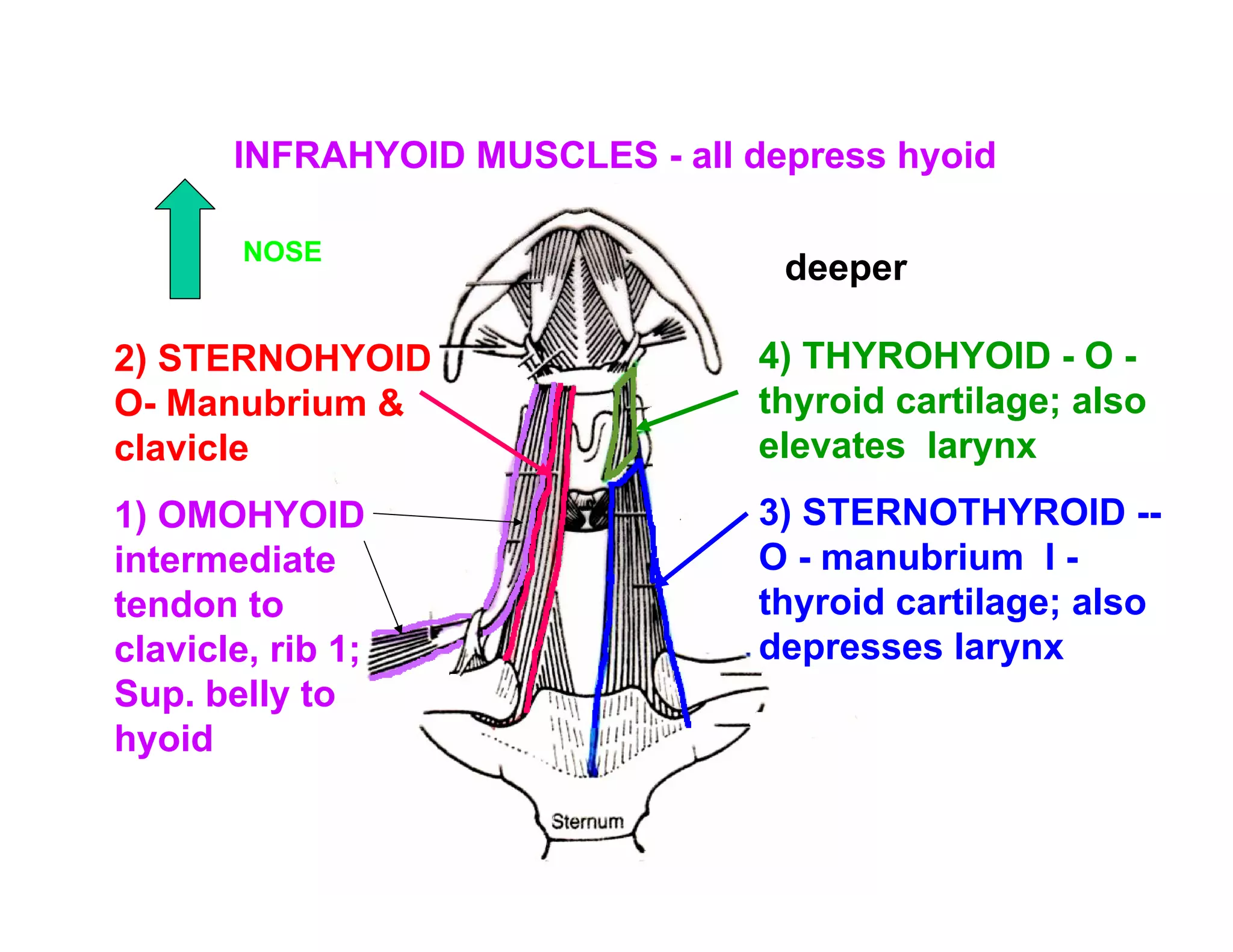 neck triangles | PDF