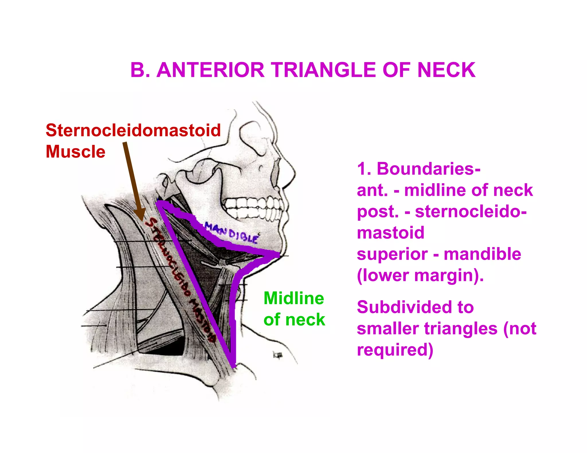 neck triangles | PDF