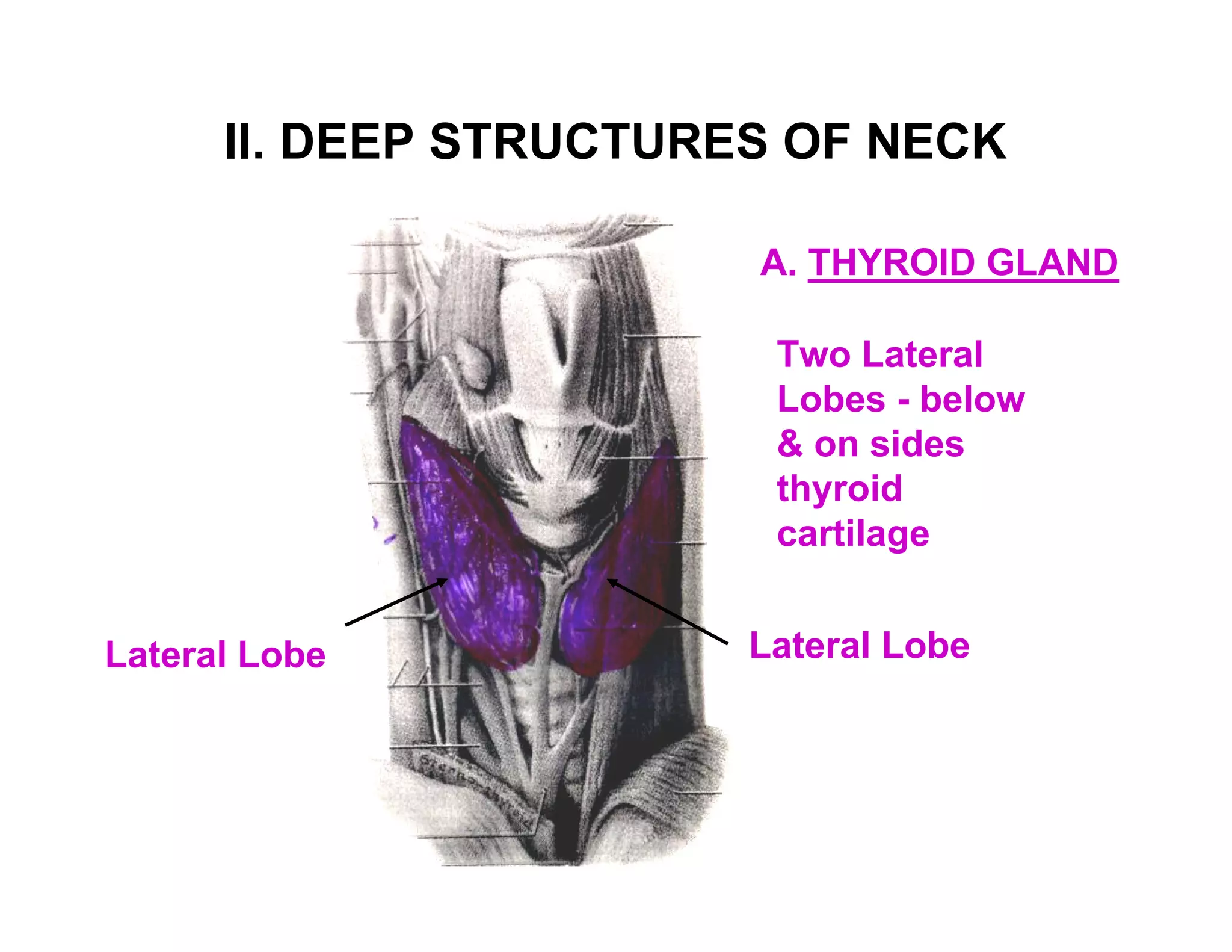 neck triangles | PDF