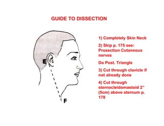 neck triangles | PDF