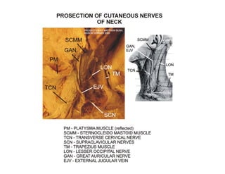 neck triangles | PPT