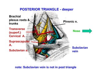 neck triangles | PDF