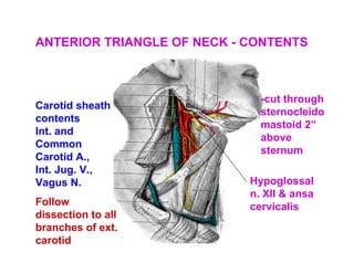 neck triangles | PPT