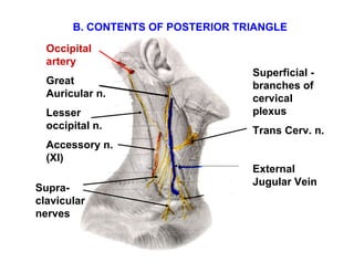 neck triangles | PPT