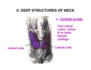 neck triangles | PPT