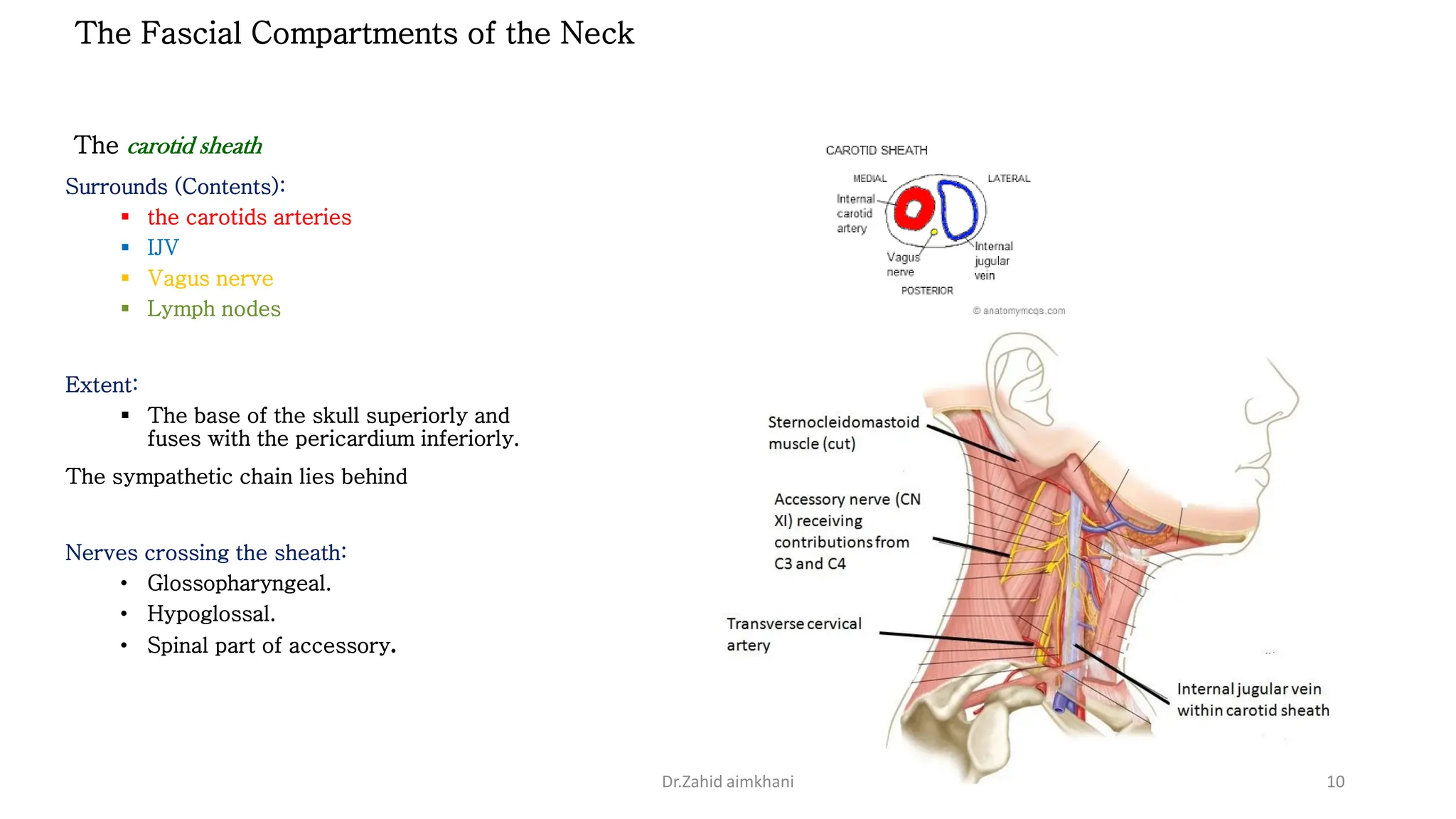 NECK anatomy muscles with clinical anatomy.pdf