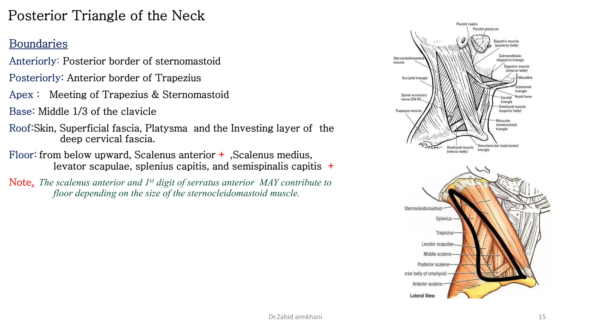 NECK anatomy muscles with clinical anatomy.pdf
