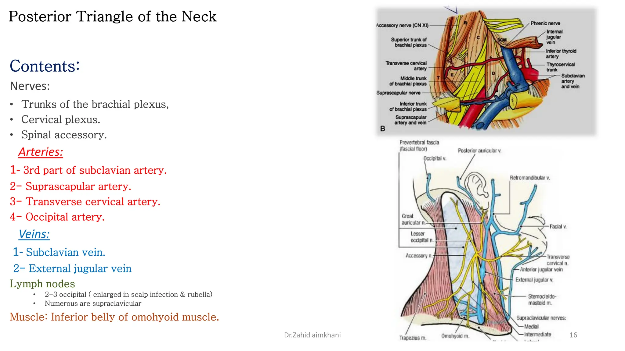 NECK anatomy muscles with clinical anatomy.pdf
