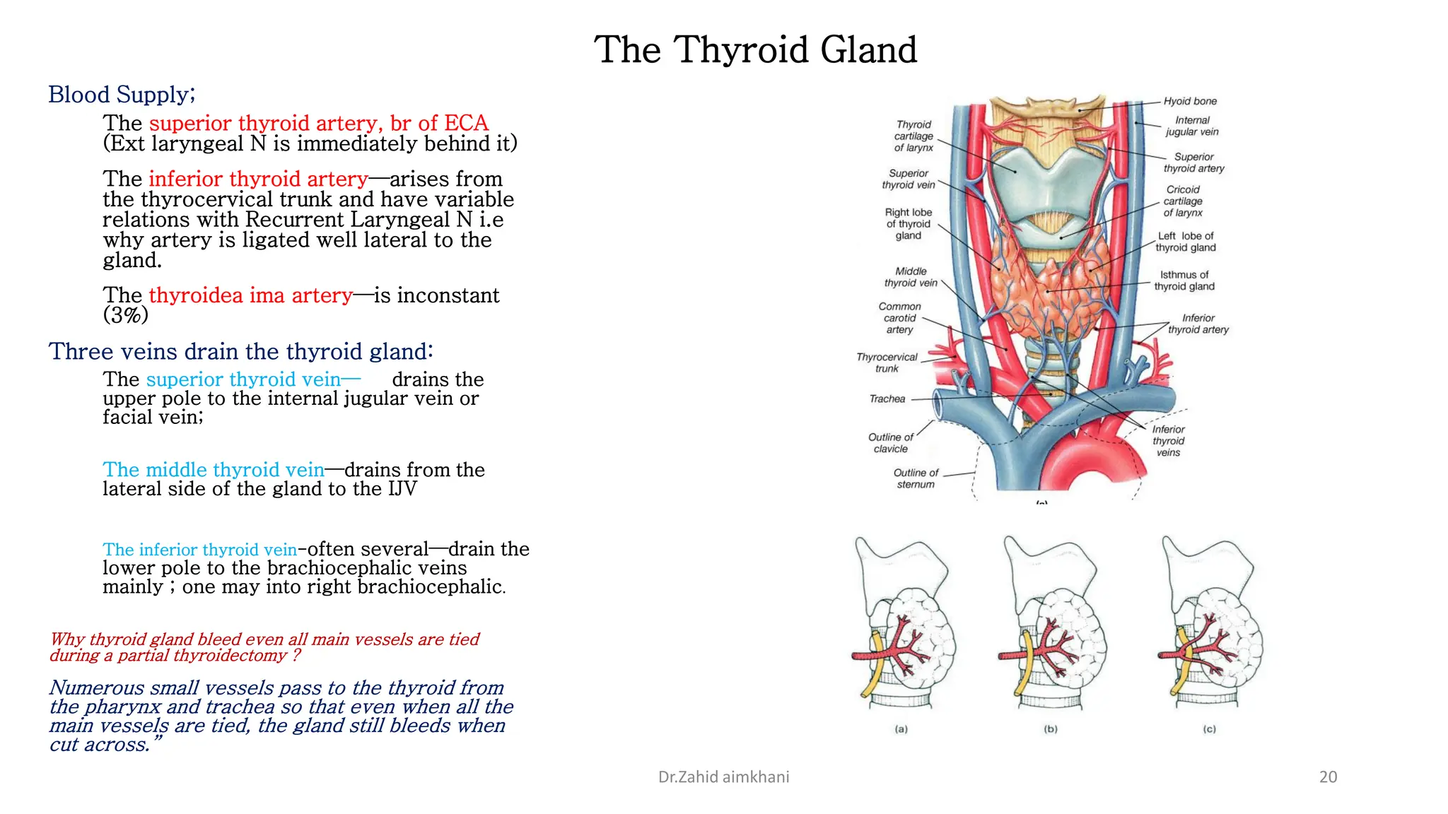 NECK anatomy muscles with clinical anatomy.pdf