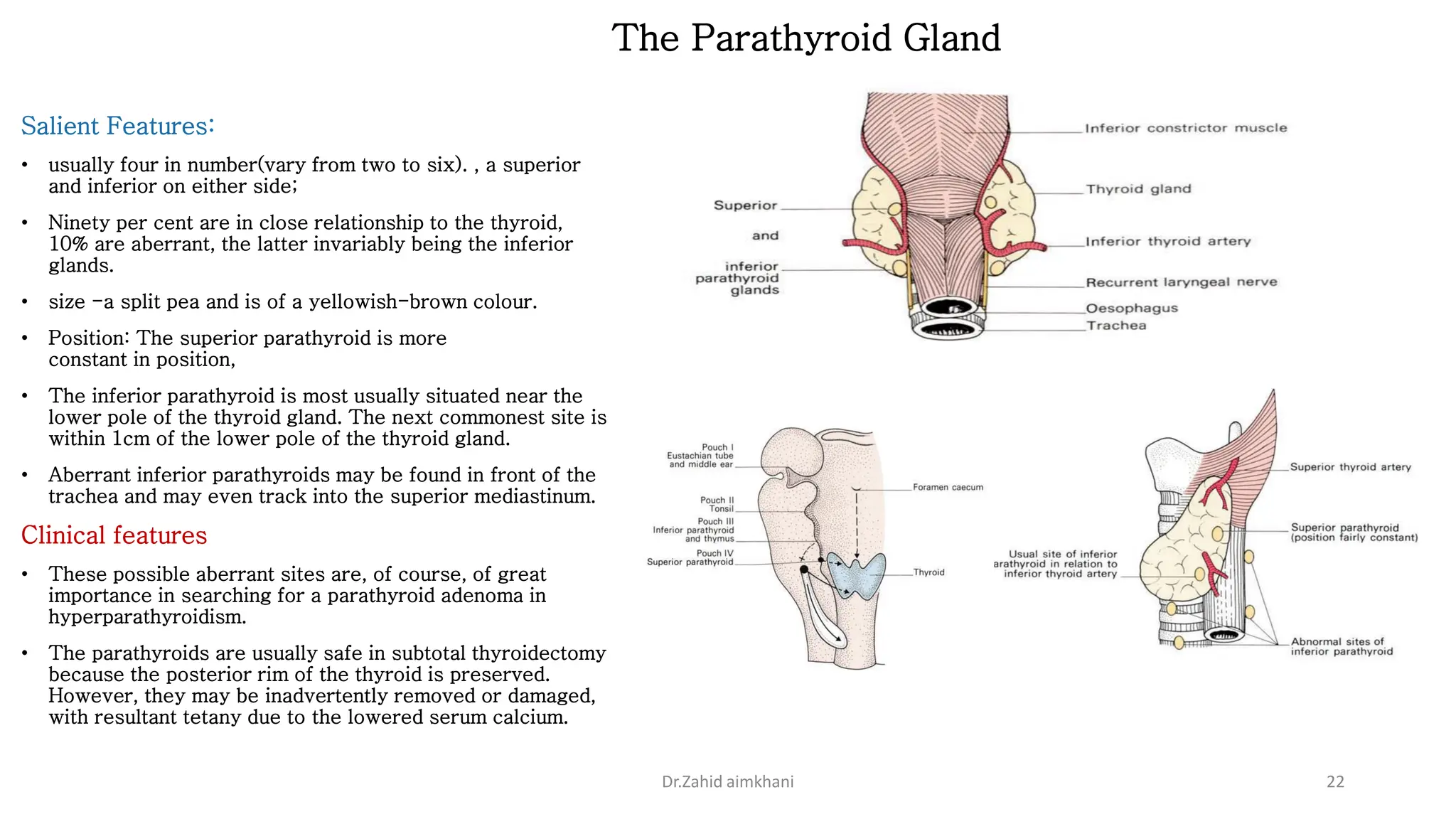 NECK anatomy muscles with clinical anatomy.pdf