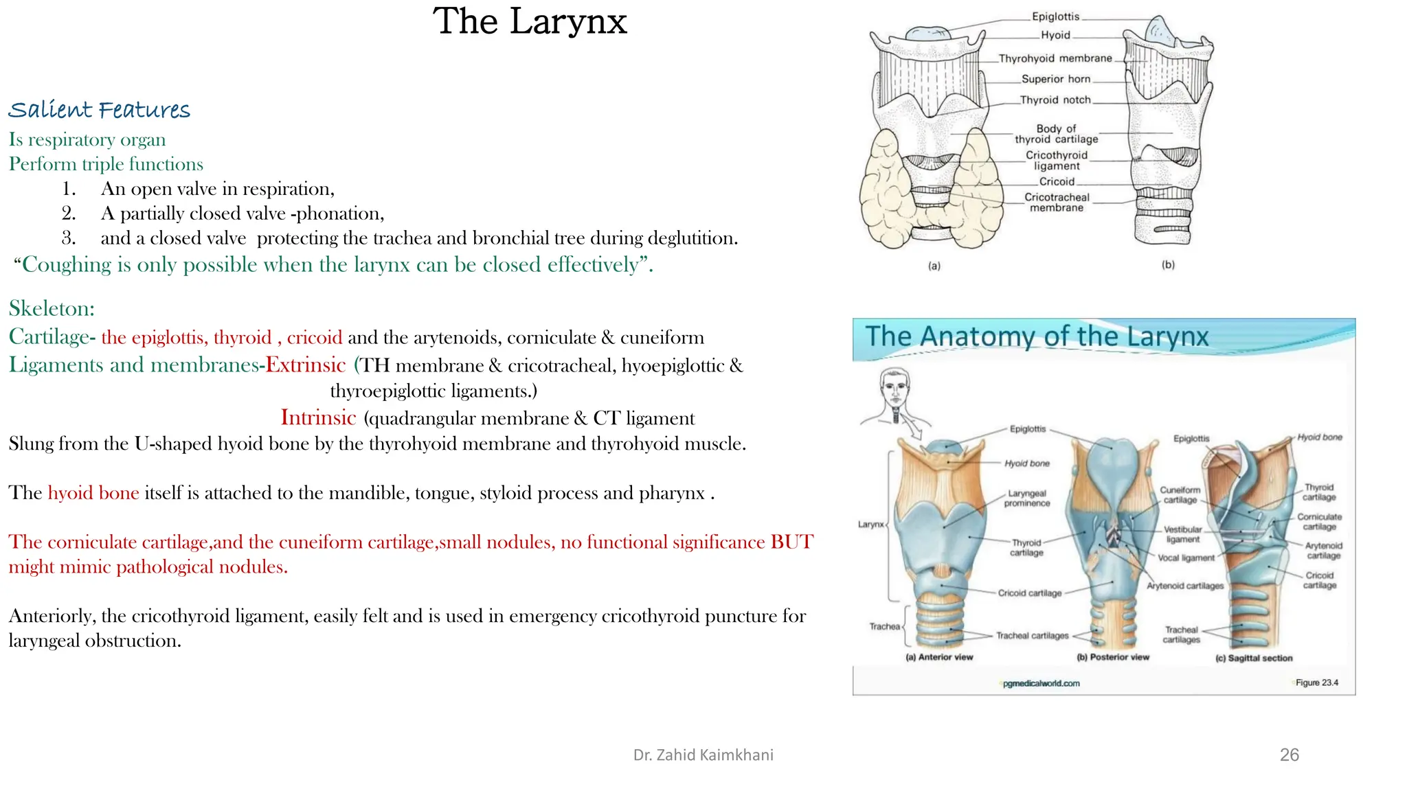 NECK anatomy muscles with clinical anatomy.pdf