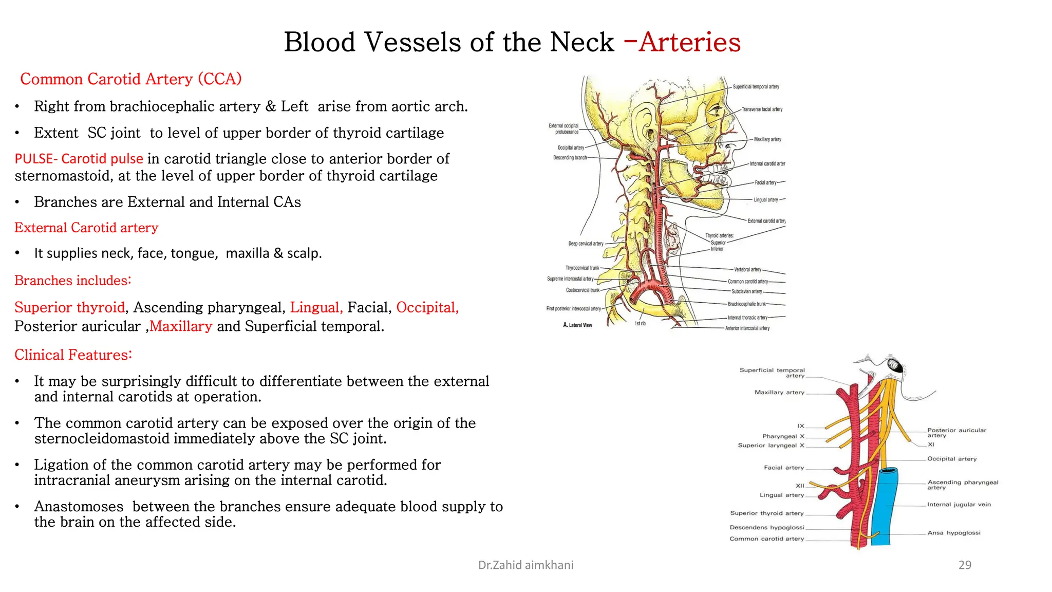 NECK anatomy muscles with clinical anatomy.pdf