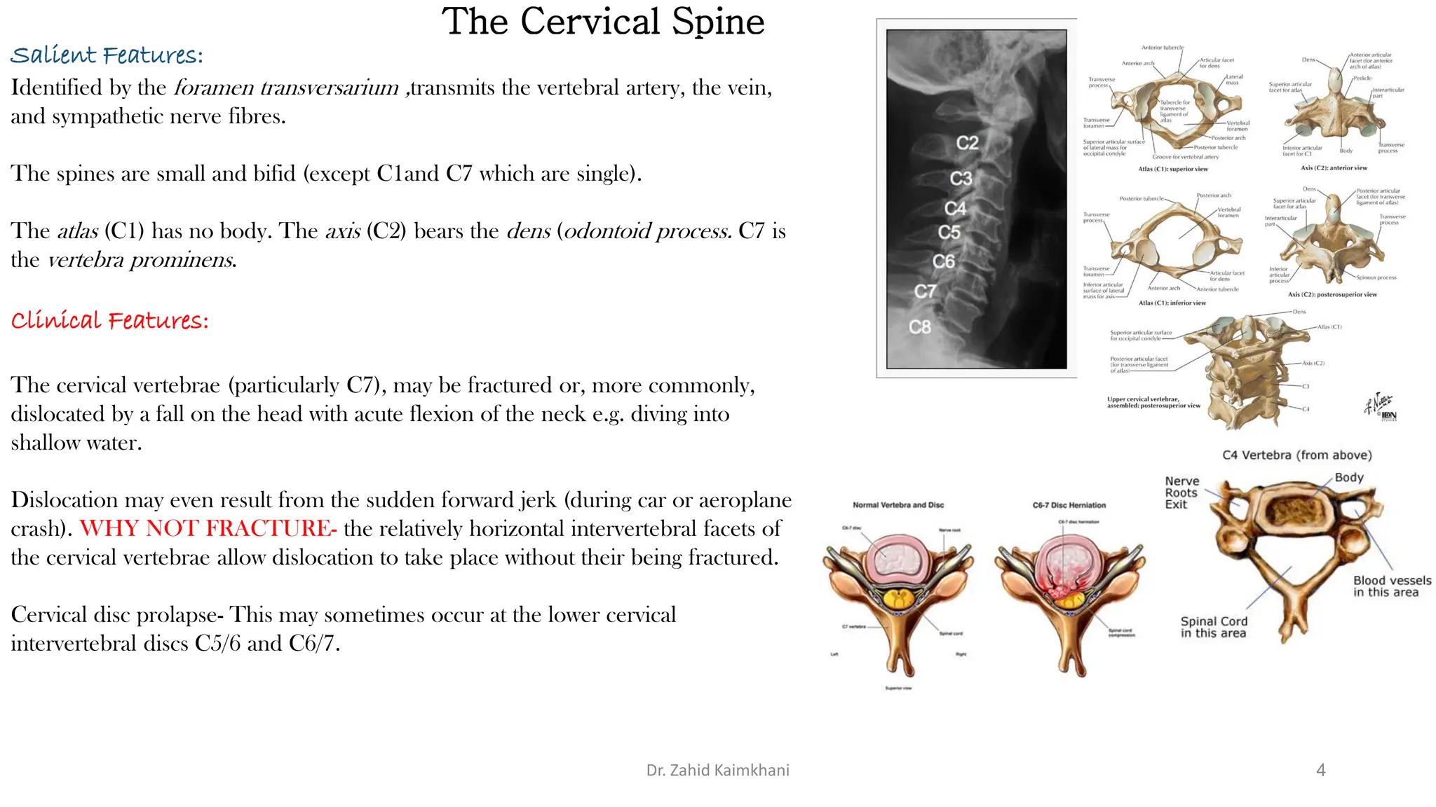 NECK anatomy muscles with clinical anatomy.pdf