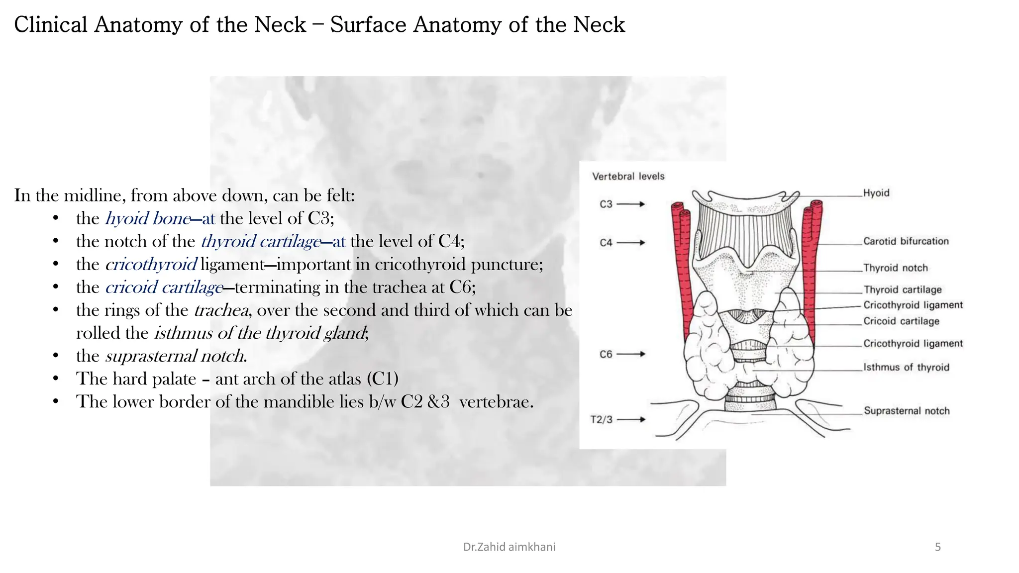 NECK anatomy muscles with clinical anatomy.pdf
