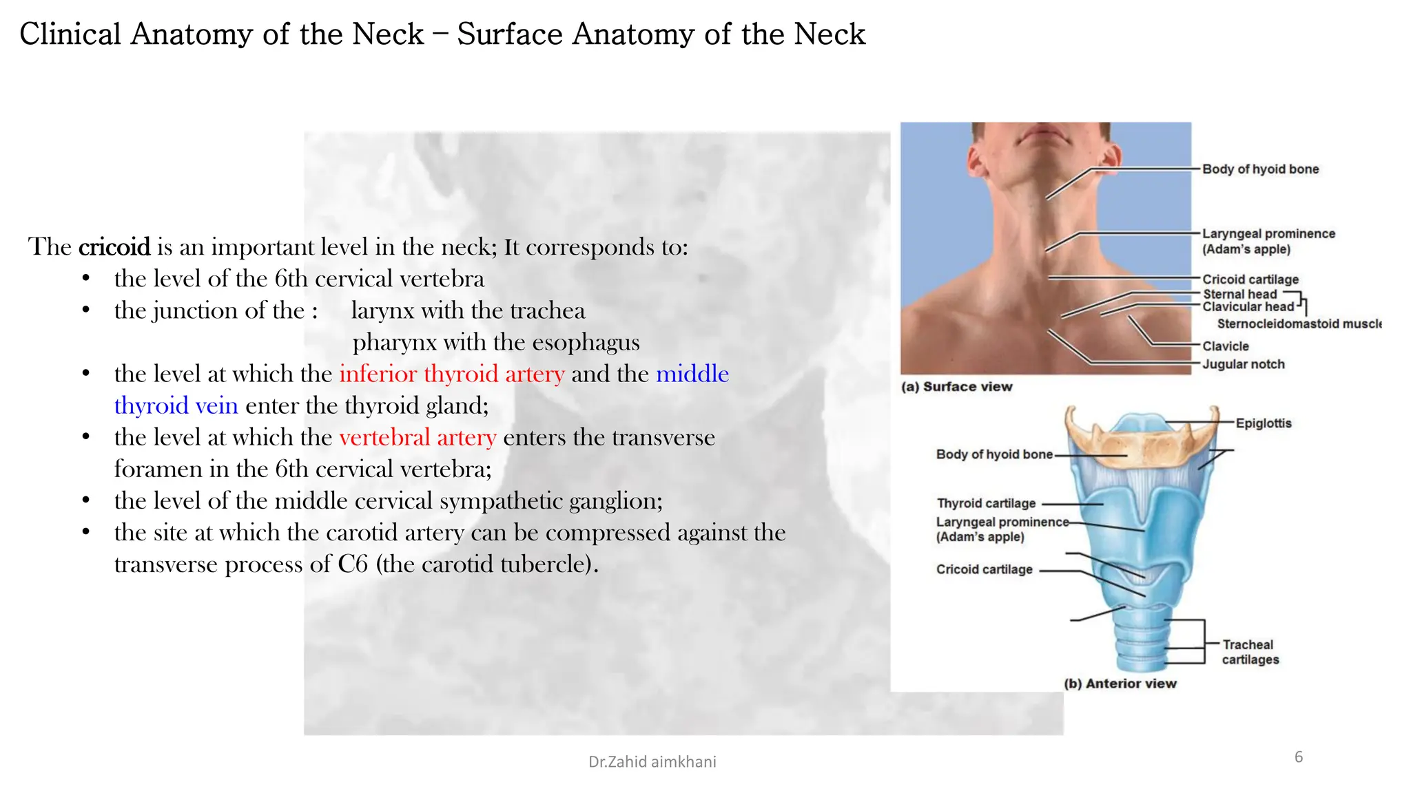 NECK anatomy muscles with clinical anatomy.pdf