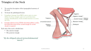NECK anatomy muscles with clinical anatomy.pdf