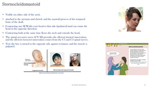 NECK anatomy muscles with clinical anatomy.pdf